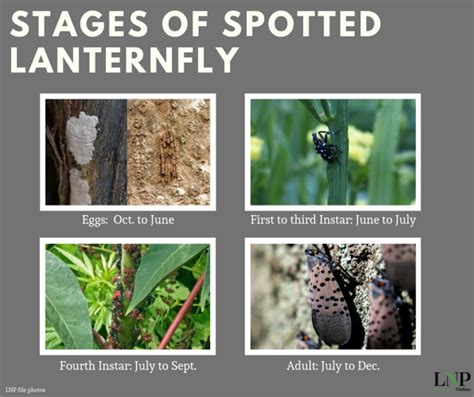 Heres When Spotted Lanternfly Eggs Will Start To Hatch In Lancaster
