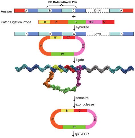 Use Of Pair Ligation Probes Plps To Quantify The Abundance Of The Download Scientific Diagram