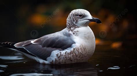 흐르는 물 속의 새 괭이 갈매기 고화질 사진 사진 배경 일러스트 및 사진 무료 다운로드 Pngtree