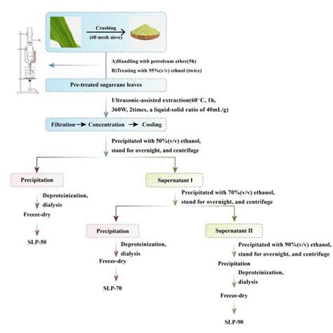Flowchart For The Extraction Separation And Fractionation Of Slps