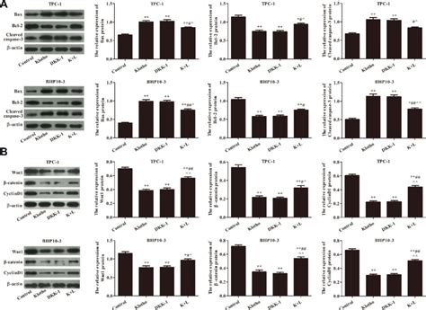 Klotho Regulates Ptc Cell Apoptosis Via The Wnt β Catenin Pathway A Download Scientific