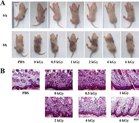 Subcutaneous Injection In Mice