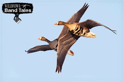 Band Tales A Speck Of Luck Wildfowl
