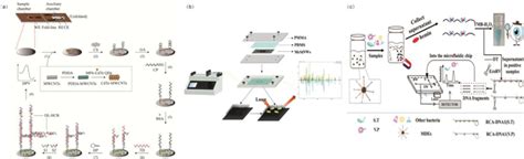 Recent Progress On Microfluidic Biosensors For Rapid Detection Of Pathogenic Bacteria