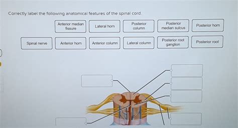 solved correctly label the following anatomical features of