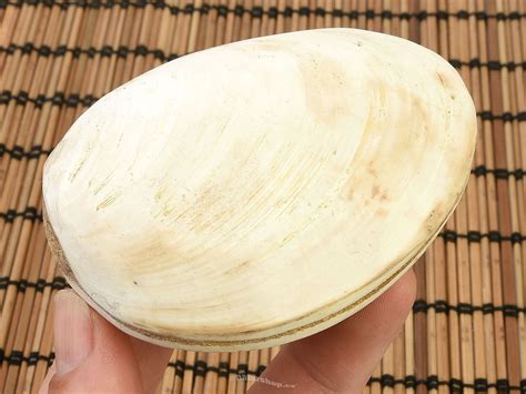 Fossil Shells For Collectors 167g Naturshop Cz