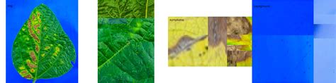 Phytopatometry In R With The Package Pliman • Pliman
