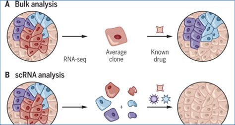 Single Cell RNA Seq Could Play A Key Role In Personalized Medicine RNA Seq Blog