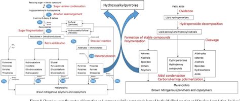 Figure 1 From Formation And Analysis Of Volatile And Odor Compounds In Meat—a Review Semantic