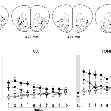 Lateral Ofc Lofc Activation During Fear Conditioning Interfered With