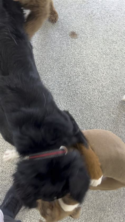 Psycho Scarlett And Her Pitty Bestie Mikey Rbernesemountaindogs