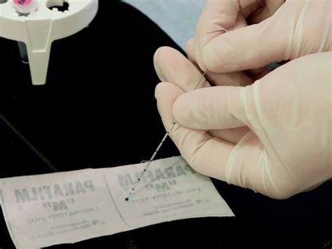 Subtype Selective Electroporation Of Cortical Interneurons