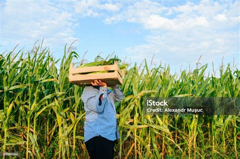 옥수수 밭의 측면 모습 알아볼 수 없는 남성 농부 농학자가 어깨에 작물이 든 상자를 들고 있습니다 50 54세에 대한 스톡 사진 및 기타 이미지 Istock