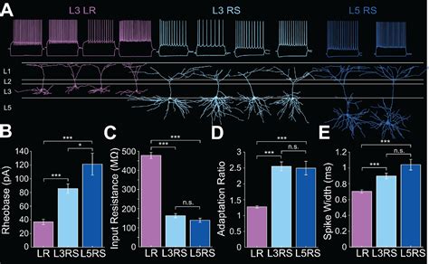 Figures And Data In Thalamus And Claustrum Control Parallel Layer 1