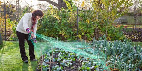 Protecting Garden From Birds A Simple Way To Build A Cover To Protect