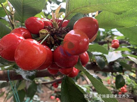 大樱桃裂果原因及解决方法 知乎