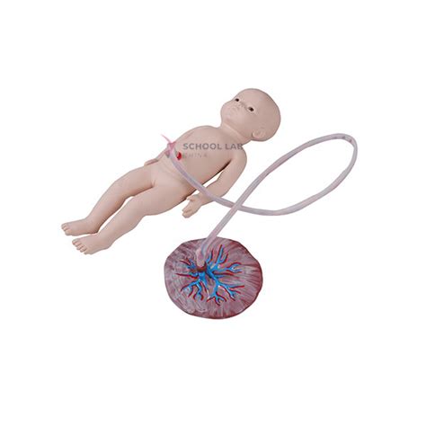 Neonatal Umbilical Cord Nursing Model Female China Manufacturers