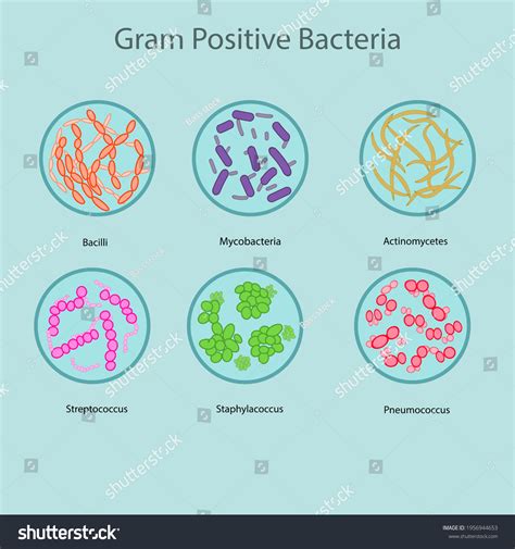 양성 박테리아 벡터 삽화 세트인 스트렙토코커스 스톡 벡터 로열티 프리 1956944653 Shutterstock