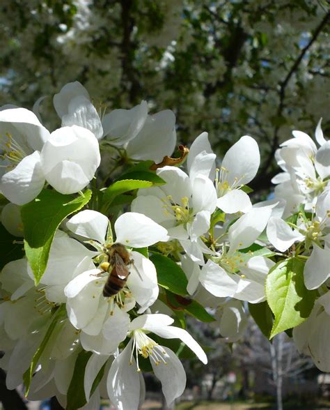 The Kittalog Scouting Bees