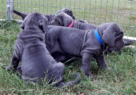 Neapolitan Mastiff Puppies For Sale San Diego Ca 287136