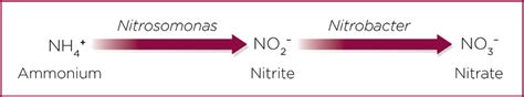 Nitrification Process In The Soil Download Scientific Diagram