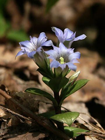 フデリンドウ山の花野の花 M Rの山歩き
