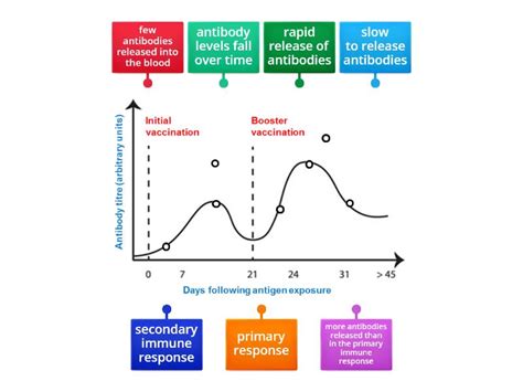 Primary And Secondary Response Graph Diagrama Con Etiquetas