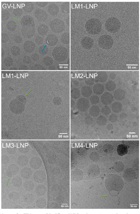 Figure From Optimizing MRNA Loaded Lipid Nanoparticles As A Potential Tool For Protein