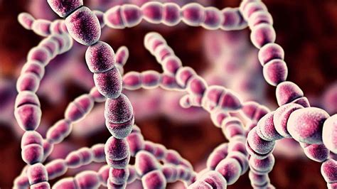 Streptococcus Pyogenes Qué Es Características Morfología Patogenia