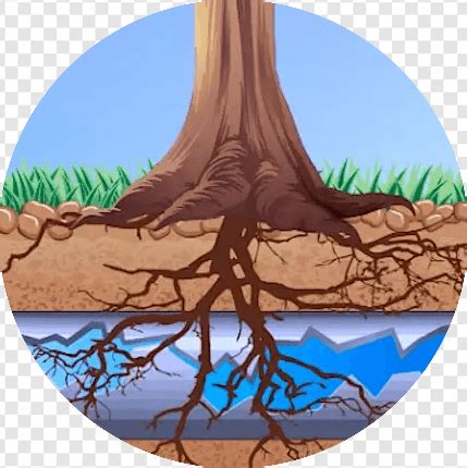 Tree Roots PNG Transparent Images