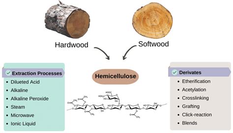 Hemicelluloses Source From Hardwoods General Structure Extraction
