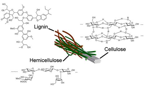 Lignocellulosic Biomass Structure
