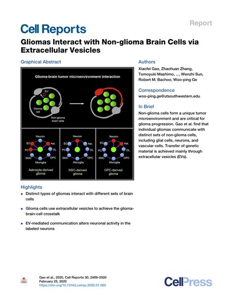 Pdf Gliomas Interact With Non Glioma Brain Cells Via Extracellular Vesicles