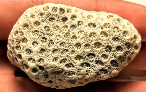 Where Are Coral Fossils Found At Ivan Flores Blog