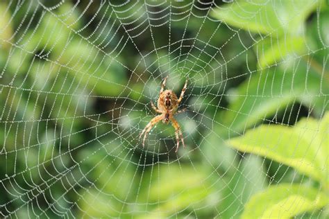 Img1720 Lars Nedergaard Jensen Flickr