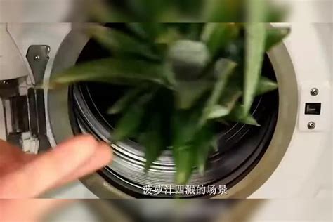 老外作死把菠萝扔进洗衣机，启动开关那一刻，场面失控了！洗衣机菠萝老外