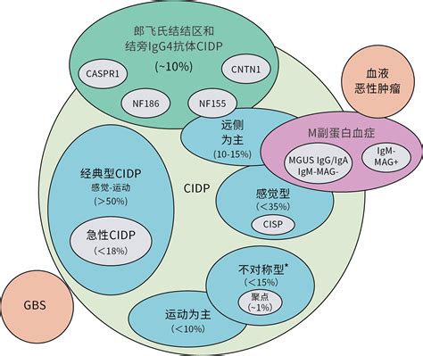 CIDP的自身抗体检测 海默医学