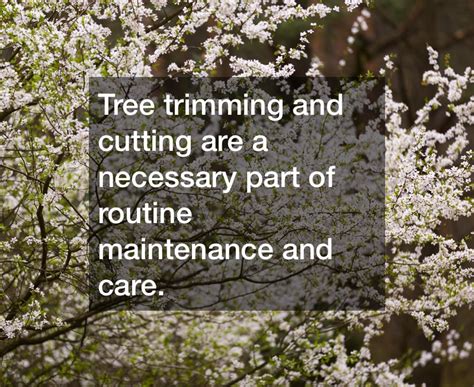 Tree Trimming Basics DIY Home Ideas