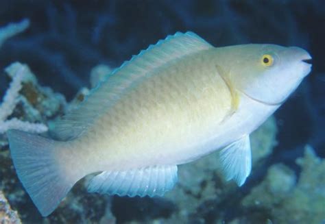 Fish FAQ Can Fishes Change Sex The Australian Museum