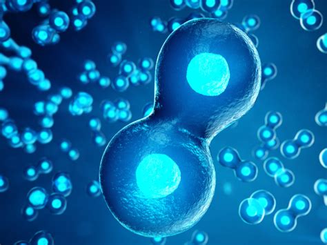 Embryo Fragmentation Explained Ivf Babble