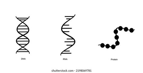 Molecular Structure Dna Rna Protein That Stock Vector Royalty Free 2198069781 Shutterstock