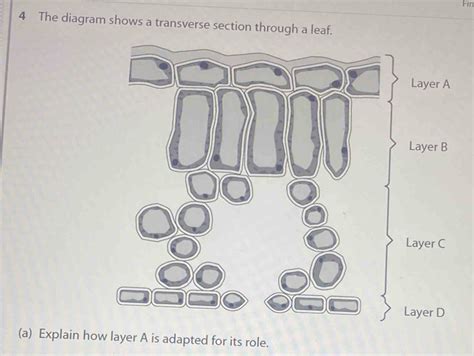 Solved Fin 4 The Diagram Shows A Transverse Section Through A Leaf A Explain How Layer A Is