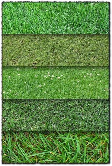 Decorative Grass Borders Vectors
