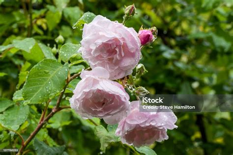 섬세한 창백한 파스텔 핑크 꽃과 등반 장미의 싹을 가까이 로사 블러쉬 노이즈트 비 후 물 방울로 덮여 장미에 대한 스톡 사진 및 기타 이미지 Istock