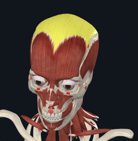 Lab Exam 2 Muscle Anatomy Flashcards Quizlet