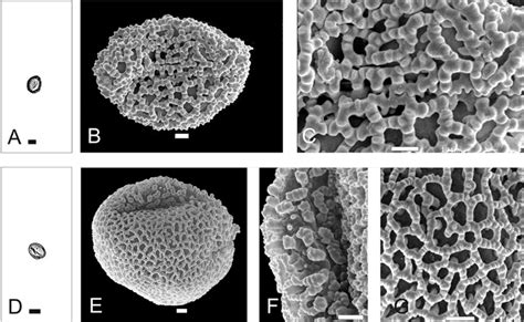 Ac Clavatipollenites Timerdyakhensis A Lm Overview Of Pollen Grain Download Scientific