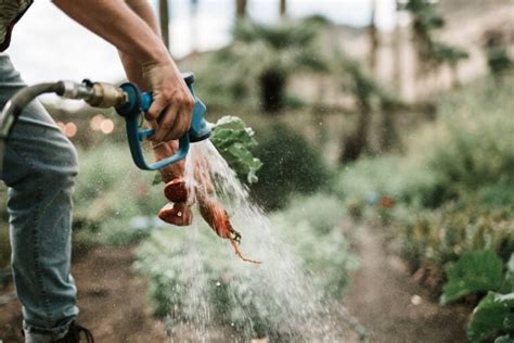 8 Efficient Watering Techniques For Vegetable Gardens That Pros Swear