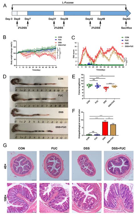Amelioration Of Dss Induced Chronic Colitis With L Fucose Treatment Download Scientific