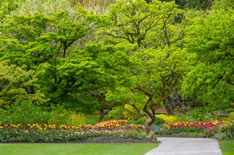 고요한 공원 환경에서 활짝 핀 꽃과 무성한 녹지로 가득한 활기찬 봄 정원 걷기에 대한 스톡 사진 및 기타 이미지 걷기 계절 관목 Istock