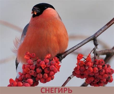 Зимующие птицы 2025 таблицы учебные пособия ВКонтакте